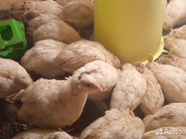 Цыплята перепелов трёхнедельные
