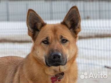 Та, кто встречает у дверей. Собака Джемма