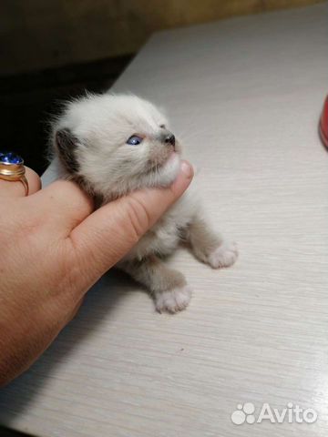 Малышата рэгдолл