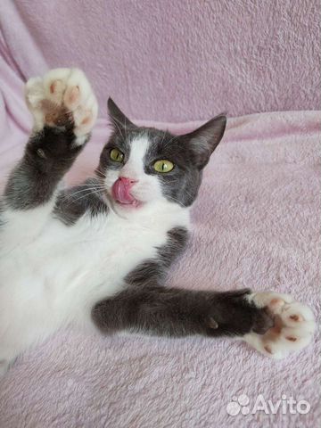 Котёнок девочка