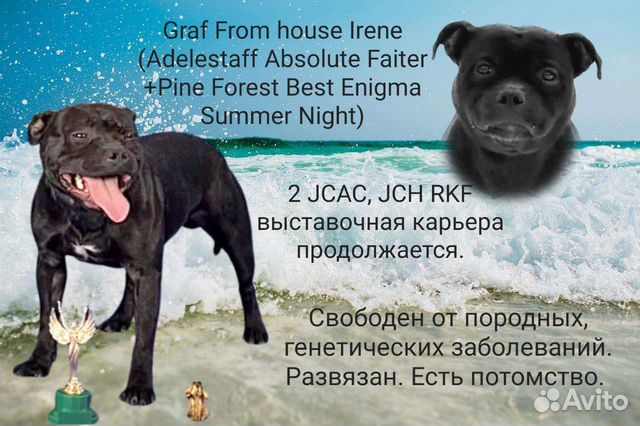 Кобель стаффордширского бультерьера для вязки