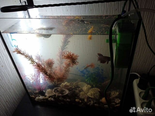 Аквариум