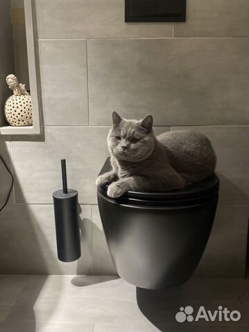 Отдаю кота в добрые руки