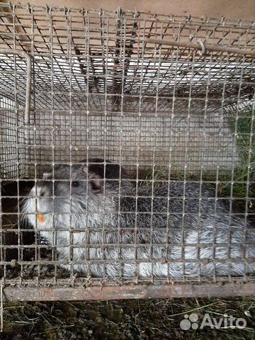 Продаются нутрии