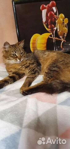 Кошечка в добрые руки