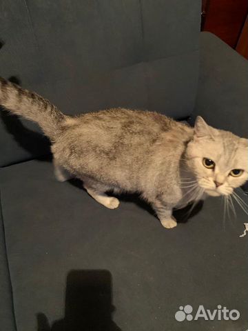 Кошка шотланская прямоухая
