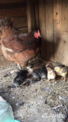 Квочка-курица с цыплятами