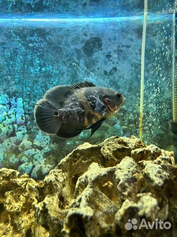 Астронотус бесплатно