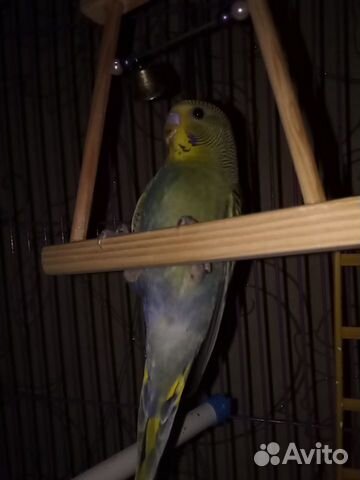 Волнистый попугай самец