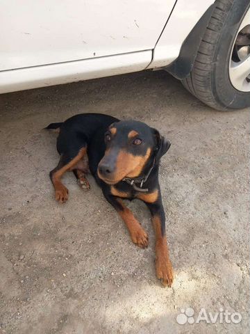 Щенки ягдтерьера