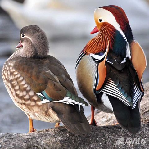 Древесные утки