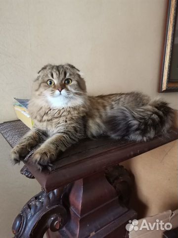 Шотландская кошечка