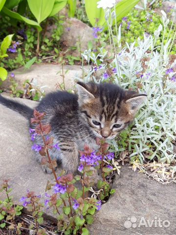 Кошка,котенок