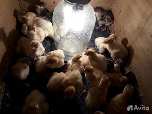 Продам недельных индюшат узбекская палевая