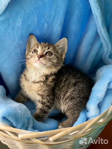 Мелкая шпротинка в дар