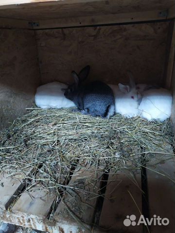 Кролик(поместный)