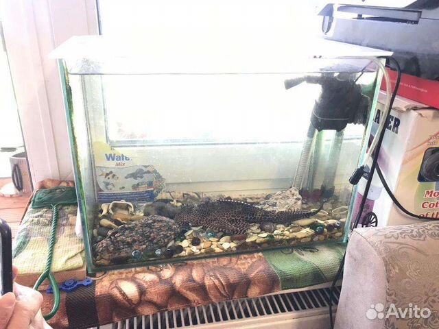 Сом парчовый с аквариумом,фильтром и обогревателем