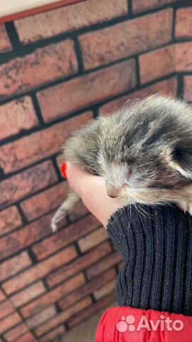 Котенок