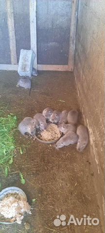 Нутрии,самочки на завод