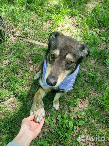 Боню надо спасать