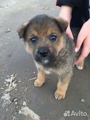 Собака, малышка, 1,5 мес