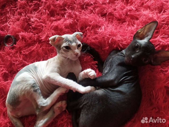 Донской сфинкс котята