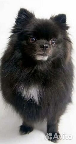 Шпицулечки-красотулечки