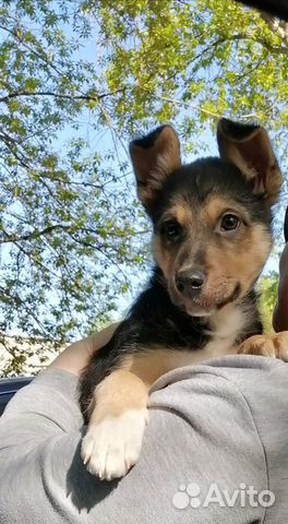 Щенок в добрые руки