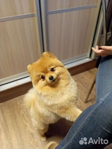 Случка собак