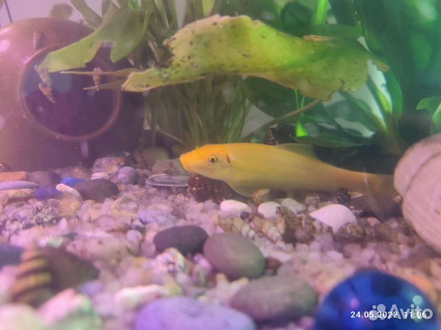 Гиринохейлус лисичка водорослеед 8-10см