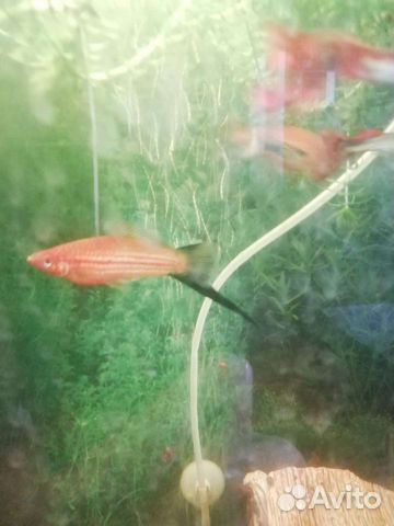 Аквариумные рыбки