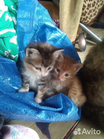 Котята деревенские