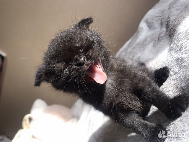 Котенок
