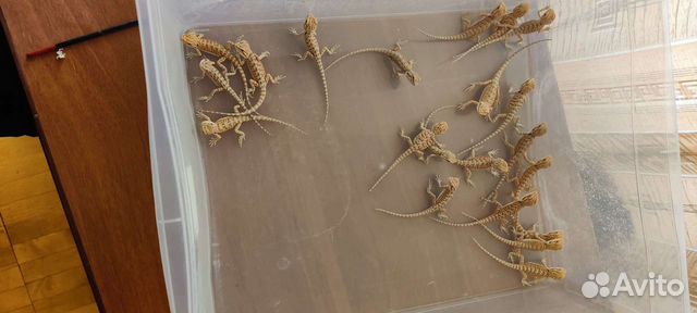 Бородатые агамята