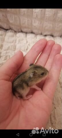 Джунгарские хомячата бесплатно