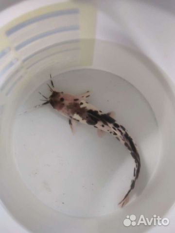 Сом Клариус