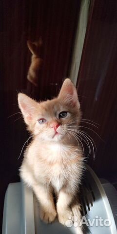 Рыжий котенок