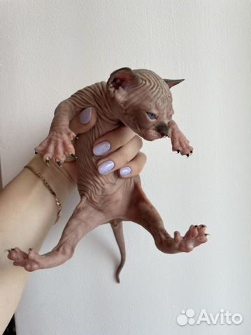 Канадский сфинкс котята