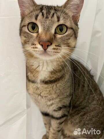 Кот 2 года