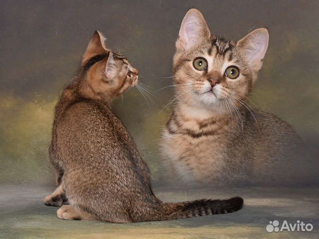 Скоттиш килт страйт