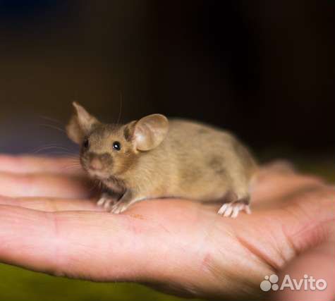 Сатиновые мышки