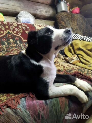 Щенки алабая