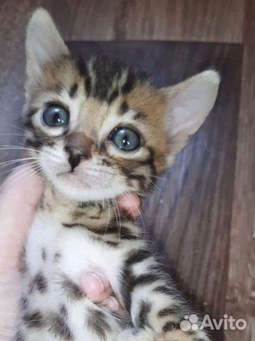 Бенгальские котята бесплатно