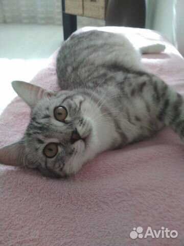 Отдам голубого тигренка (девочку)