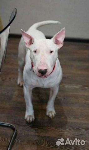 Стандартный бультерьер