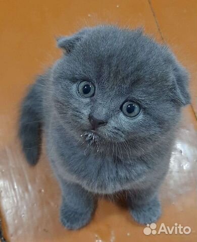 Кошки котята британские