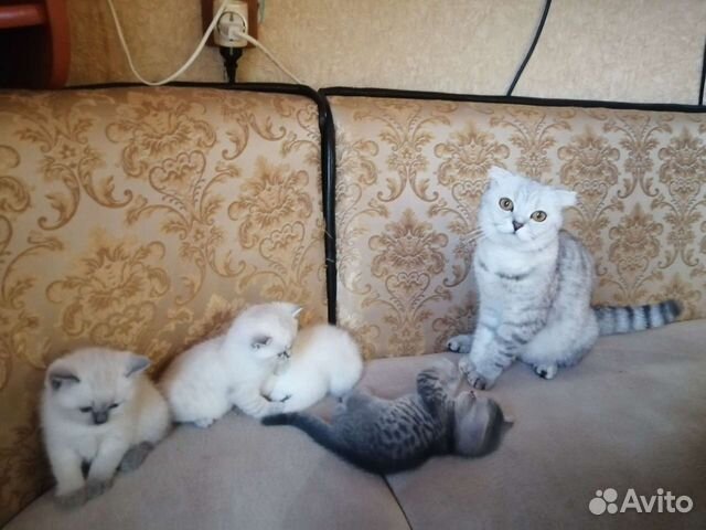 Шотландские котята