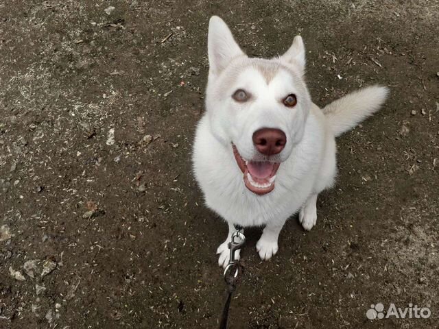 Сибирский хаски