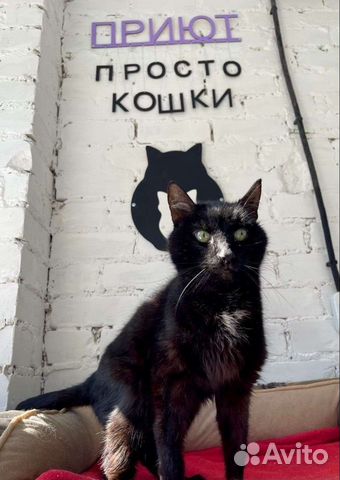 Котодети из приюта ищут своих родителей