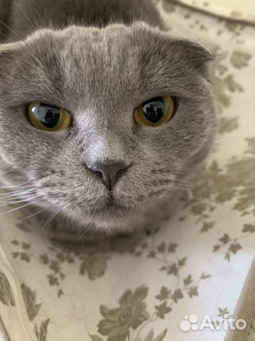 Британская кошка бесплатно